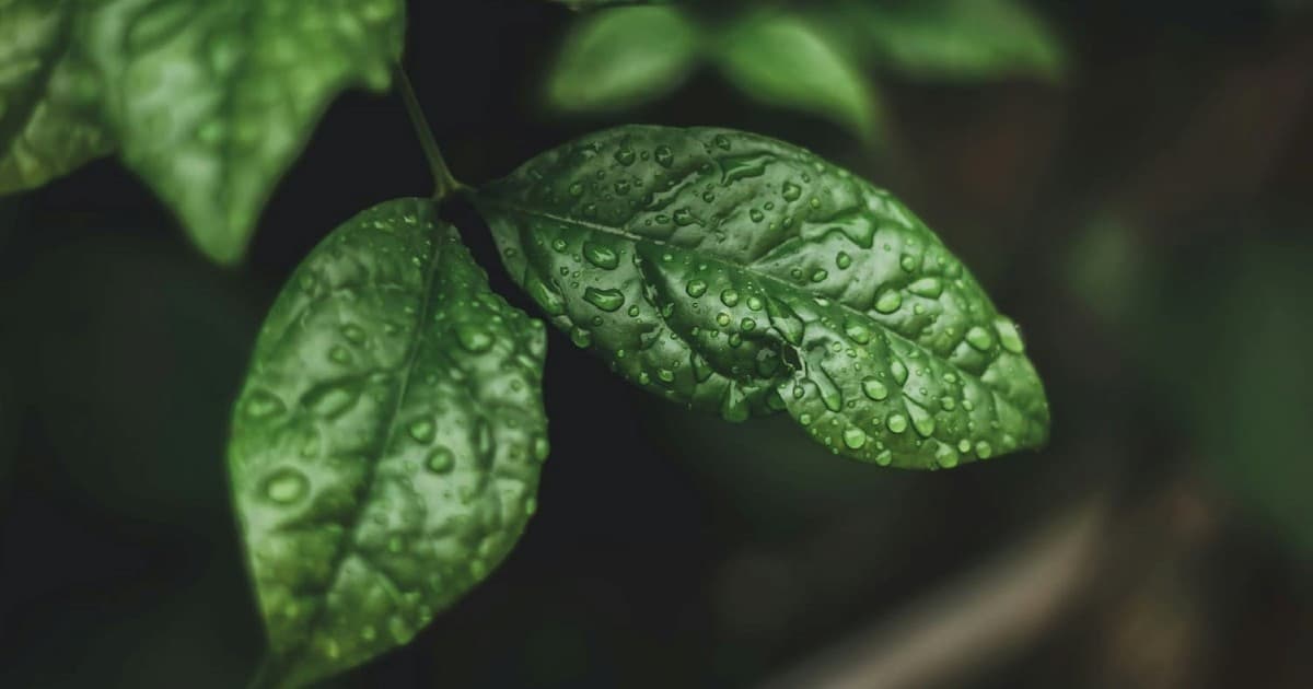 Ekologiczne hydrofobowe powłoki barierowe Cellulotech | ecofinder
